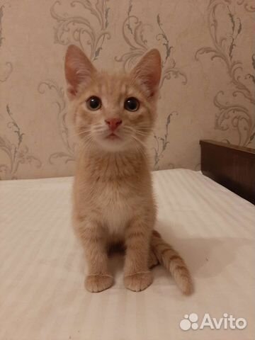 Персиковый котенок мальчик в дар 2,5 мес
