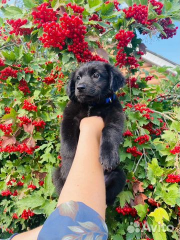 Дворняжка, мальчик 2 мес