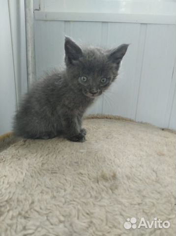 Котята ищут дом или передержку