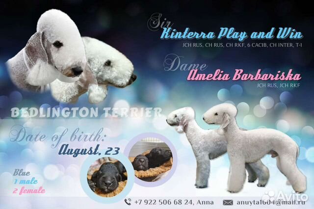 Щенки бедлингтон терьер