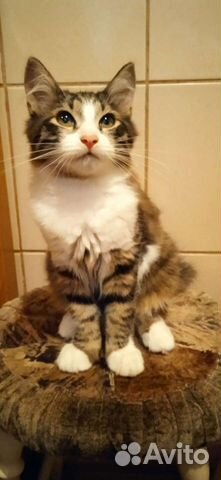 Роскошный котёнок Бобтейла