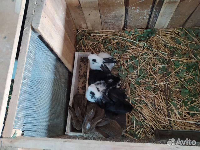 Кролики мясных пород