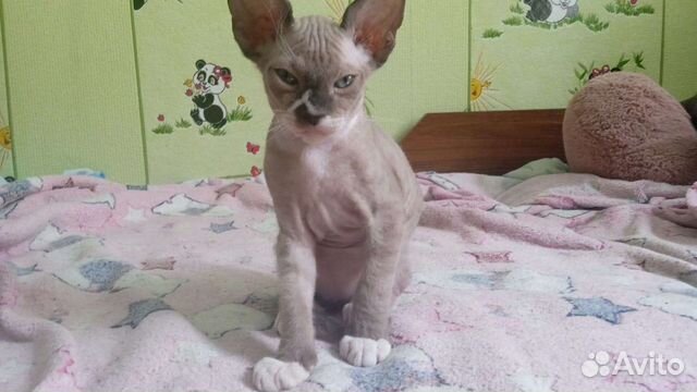 Канадский сфинкс котенок