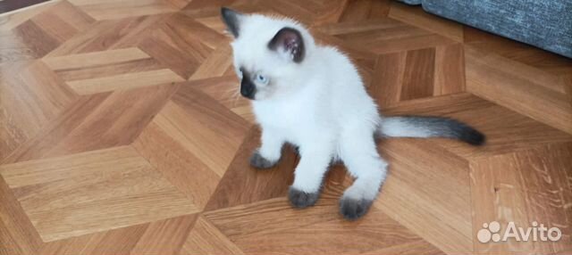 Сиамский котик ждет своих любящих хозяев