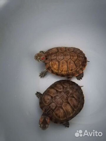 Красноухая черепаха бесплатно