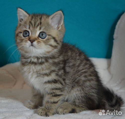 Тигр на золоте