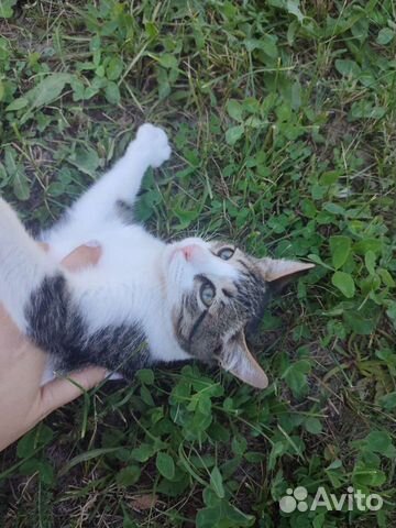 Кошка в дар