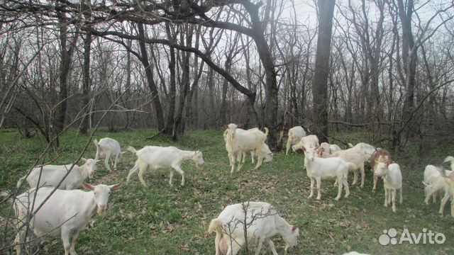 Козы