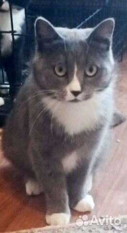 Котик