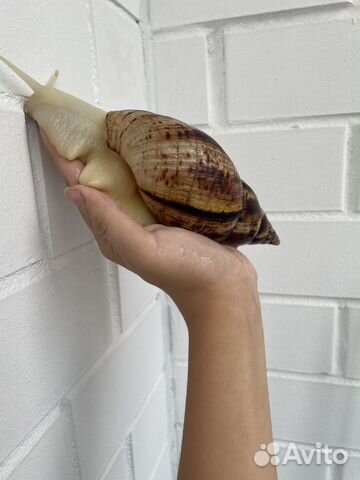 Улитки ахатины ретикулята