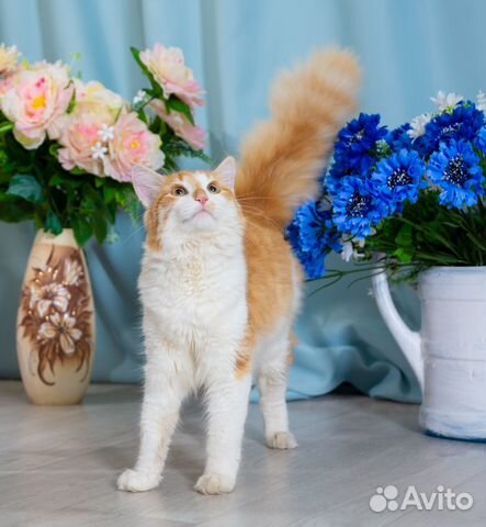 Рыжий кот с большим пушистым хвостом