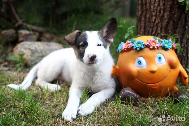 Белый щенок в добрые руки