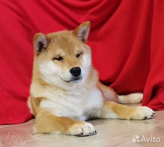 Сиба ину. Красавчик - 4 мес