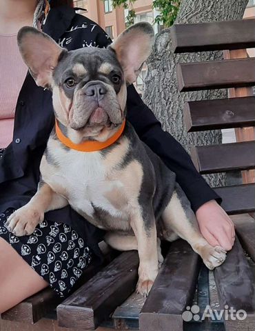 Французский бульдог голубого окраса