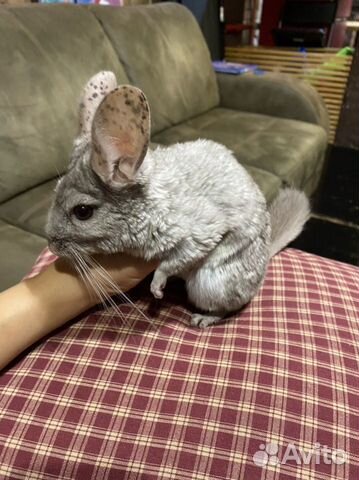 Шиншилла с клеткой