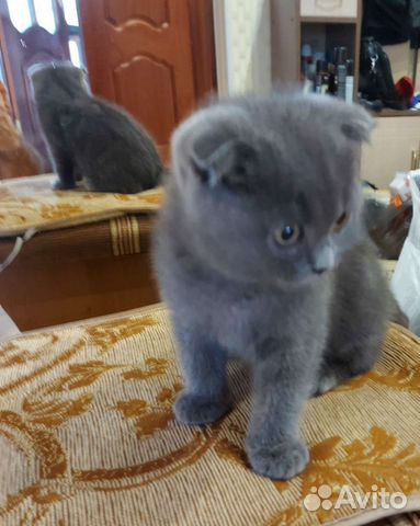 Британская