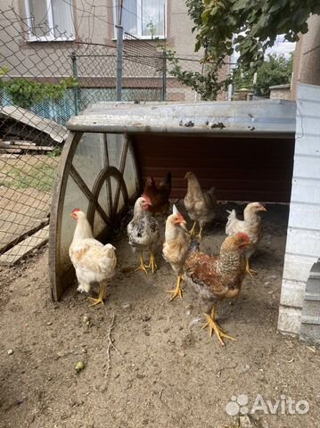 Куры молодки