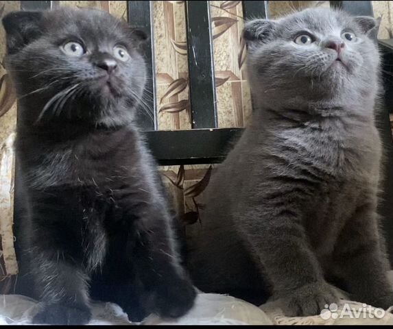 Шотландские котята окрас голубой и чёрный