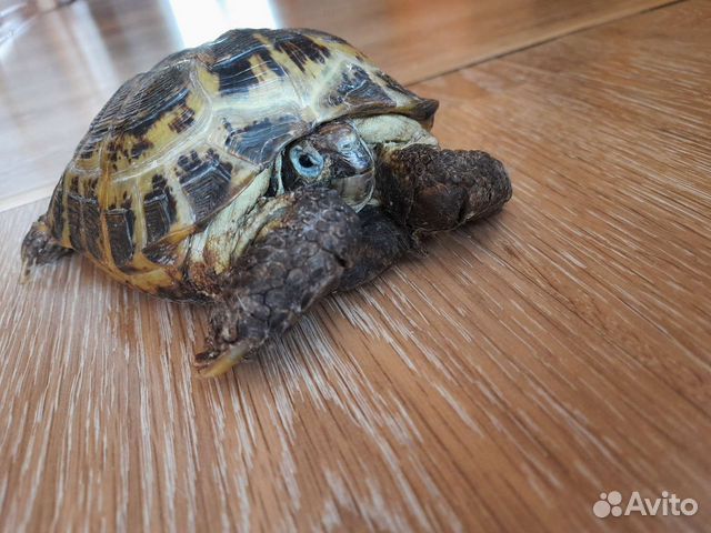 Черепаха сухопутная