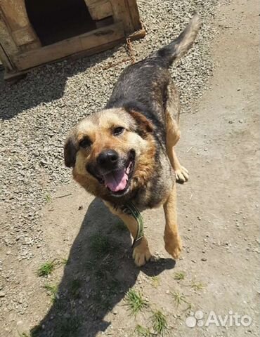 Собака в добрые руки