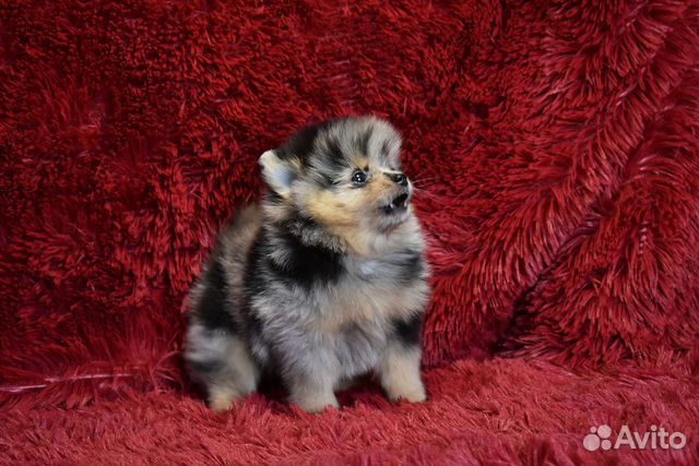 Шпиц - чудесная малышка