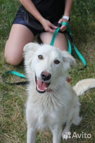 Эсмеральда попала в приют. Спасите малышку