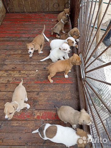 Щенки стаффорда