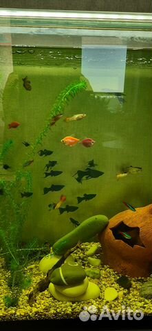 Тернеции glofish 3 за 200рублей