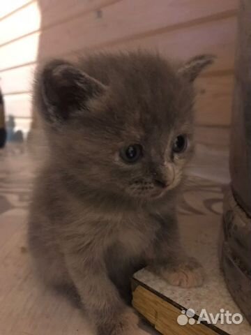 Кошка