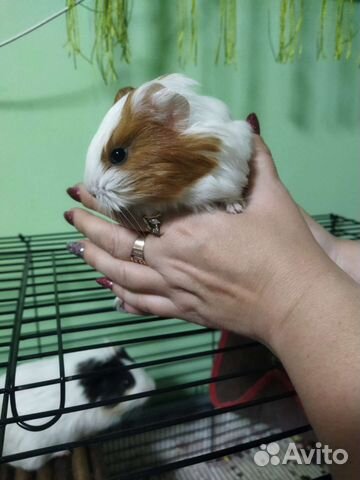 Морская свинка