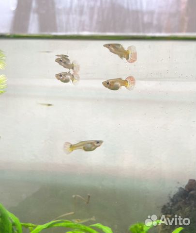Гуппи самки