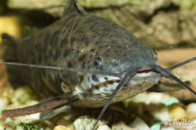 Рыба бесплатно