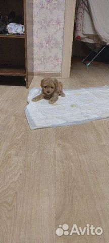 Щенки той пуделя