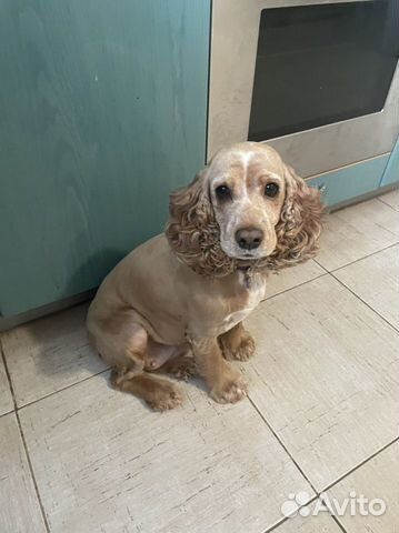 Кокер спаниель