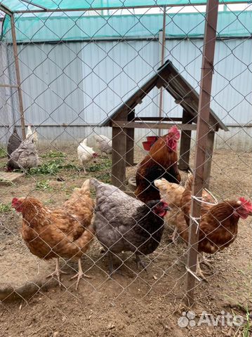 Семья 5 кур несушек и петух