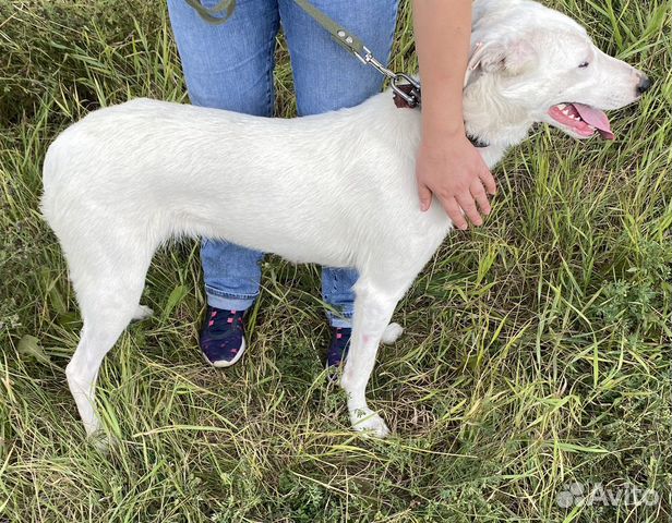 Отдадим собачку-подростка в добрые ручки