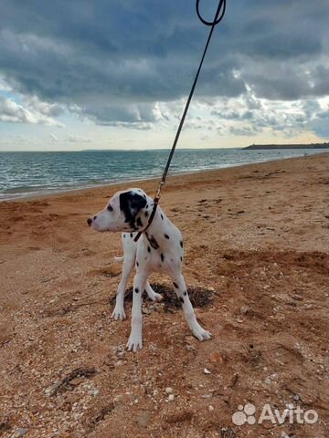 Отдам в добрые руки далматина