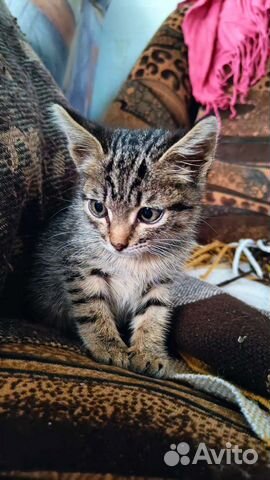 Котята в добрые заботливые ручки