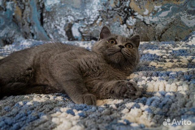 Чистокровная британка BRIa