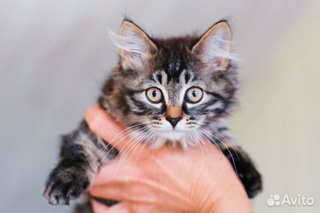 Котёнок милый пушистик