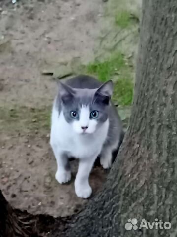 Котик с красивыми глазками,просит о помощи