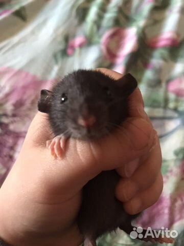 Продадим крысят