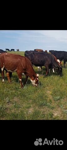 Продаю коров и тёлок