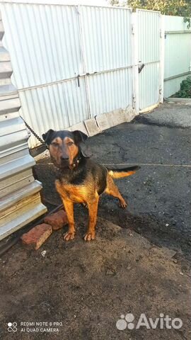 Метис немецкой овчарки