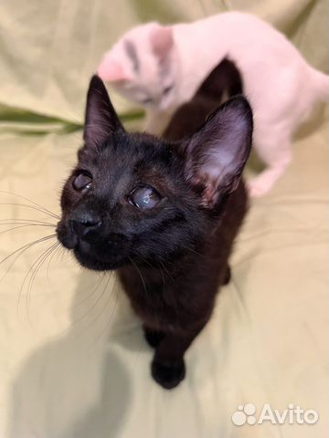 Самый ласковый в мире котенок ищет дом мальчик