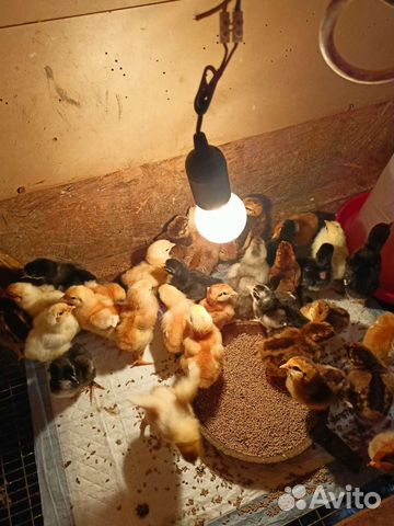 Куры цыплята