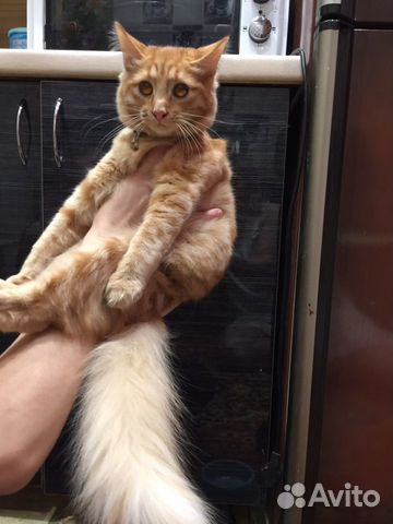 Рыжий котенок сибиряк