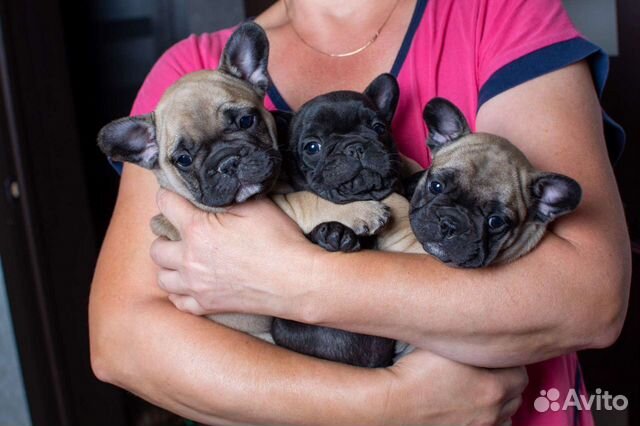 Французский бульдог щенки