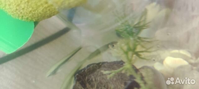 Плотвичка в аквариум