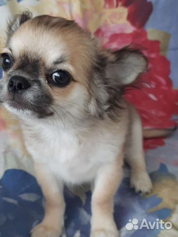 Очаровательный рыжик чихуахуа